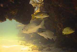 Club Articles - Why Fish, Structure, Ledges, Slopes, Inclines, Peaks ...