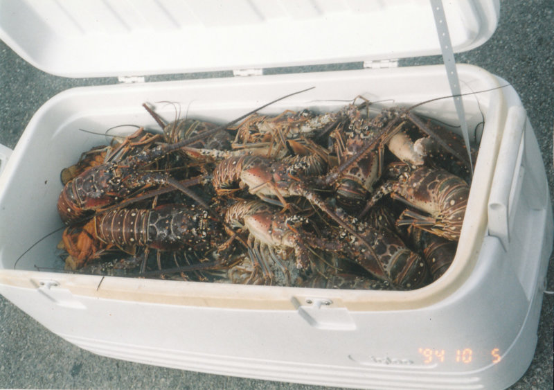 Lobster Hunting | ShrimpNFishFlorida™ is Florida's Official Anglers ...