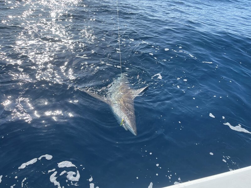 Ars Season Hasn't Been Announced | ShrimpNFishFlorida™ is Florida's ...