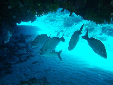 Club Articles - Why Fish, Structure, Ledges, Slopes, Inclines, Peaks ...