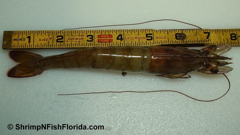 Cool Shrimp Photos | ShrimpNFishFlorida™ is Florida's Official Anglers ...