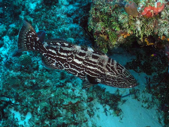 Club Articles - Why Fish, Structure, Ledges, Slopes, Inclines, Peaks ...