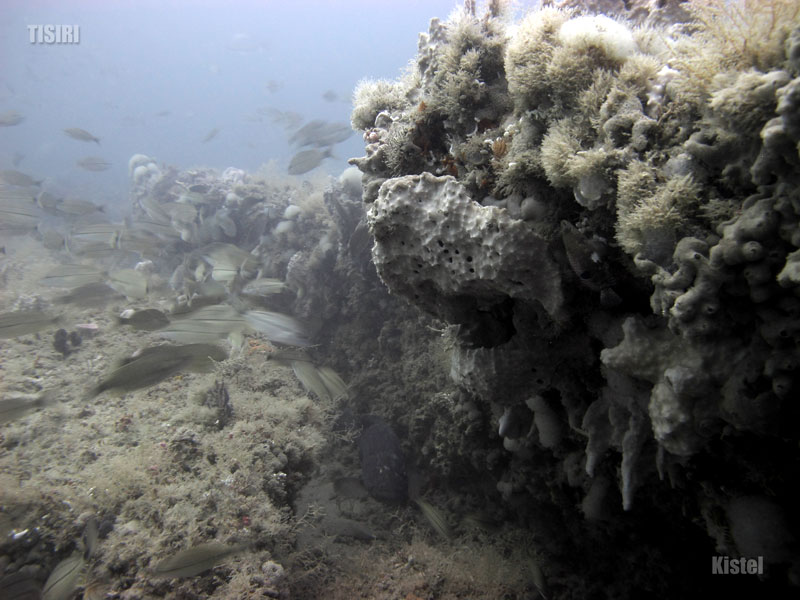 Club Articles - Why Fish, Structure, Ledges, Slopes, Inclines, Peaks ...
