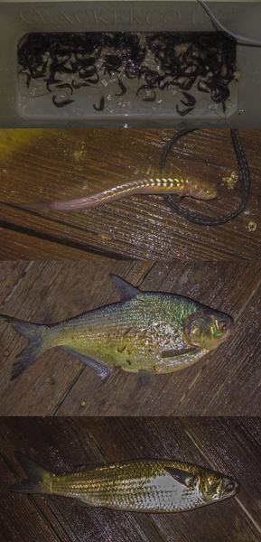 Old Bull Bay Private Dock 8/17/2013 | ShrimpNFishFlorida™ is Florida's ...