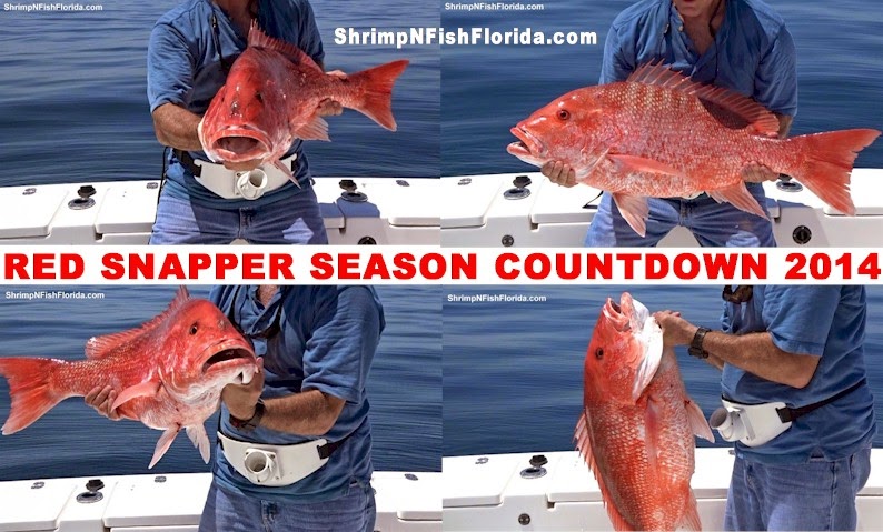 Red Snapper Season Countdown 2014 R U Ready For Some Action ...