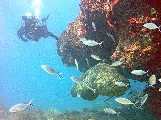 Club Articles - Why Fish, Structure, Ledges, Slopes, Inclines, Peaks ...