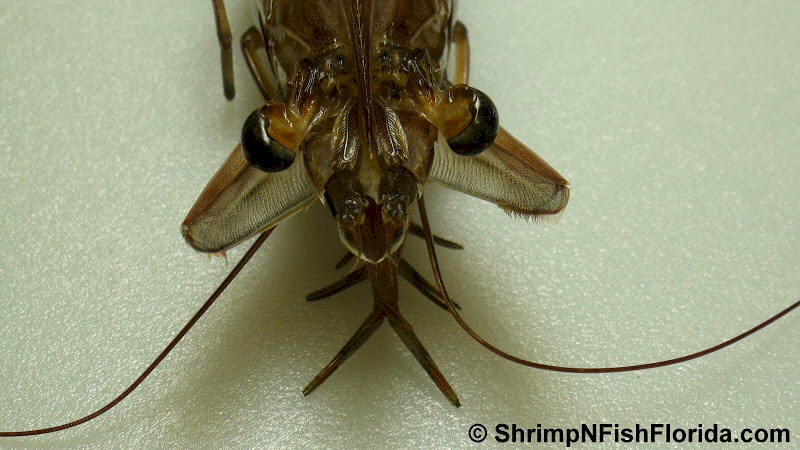 Cool Shrimp Photos | ShrimpNFishFlorida™ is Florida's Official Anglers ...