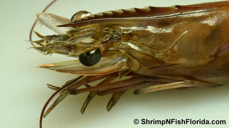 Cool Shrimp Photos | ShrimpNFishFlorida™ is Florida's Official Anglers ...