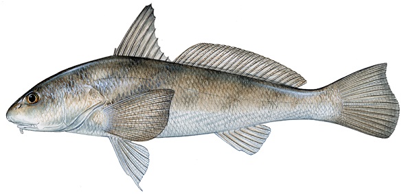 Three Types Of Florida Kingfish (whiting) | ShrimpNFishFlorida™ is ...