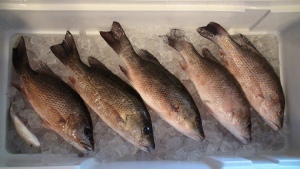 How To Fish for Mangrove Snappers Inshore, around piers, docks ...