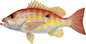 Lane Snapper Lutjanus synagris